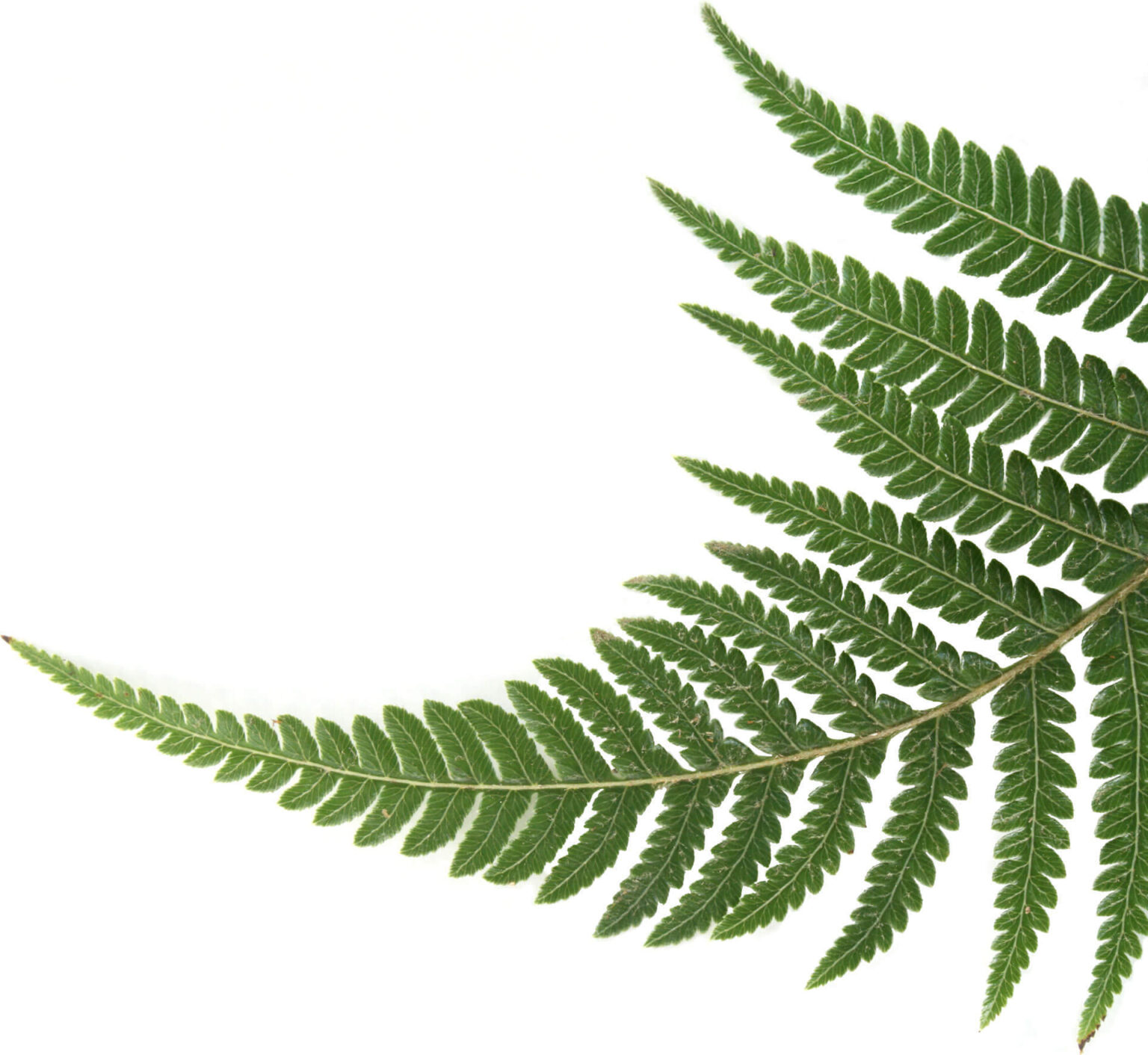 Valentine's Day Massage | BodyCentre Wellness Suites & Spa Anaheim ...